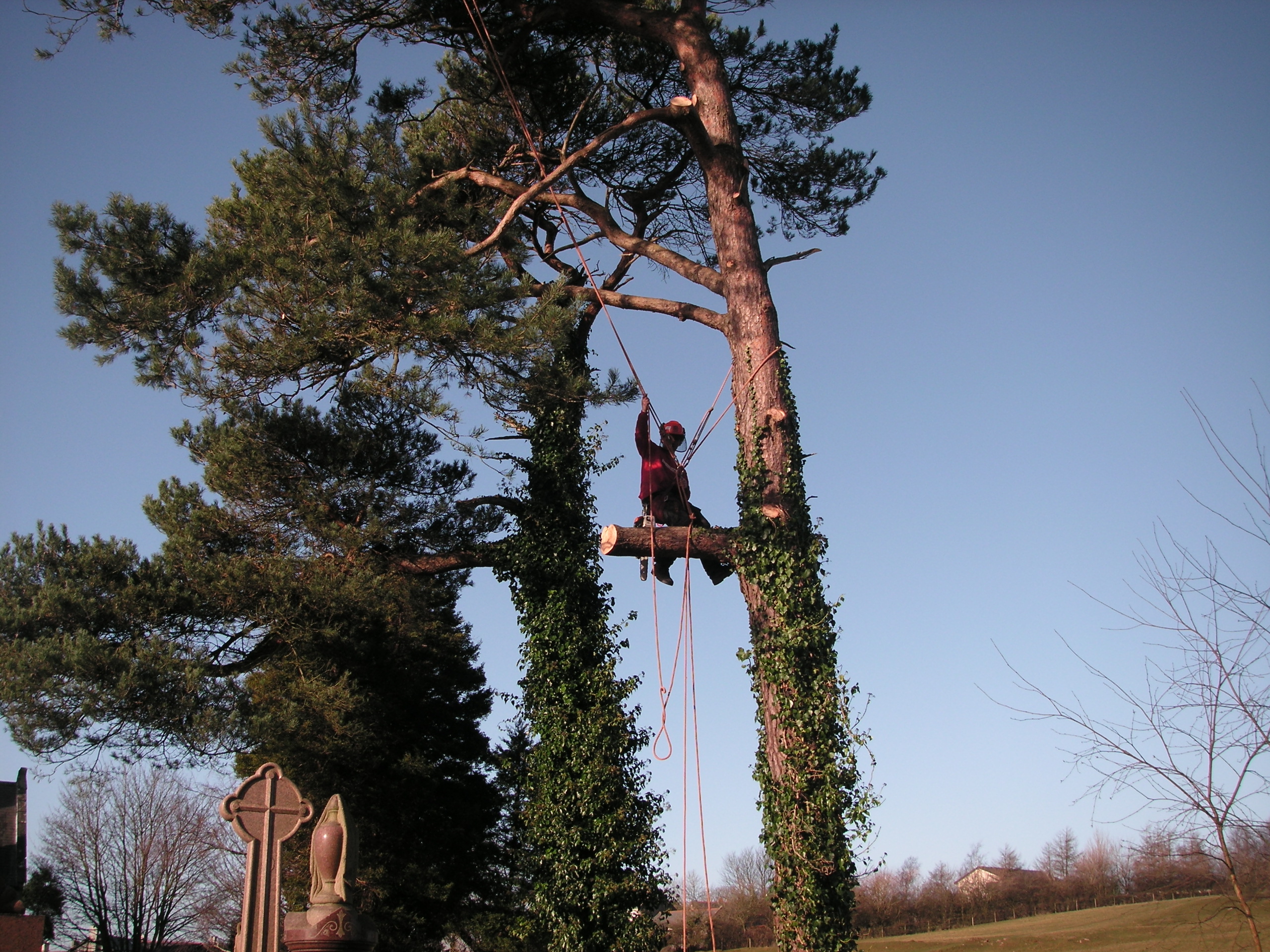 30+ years of tree services • Anstee Tree Felling